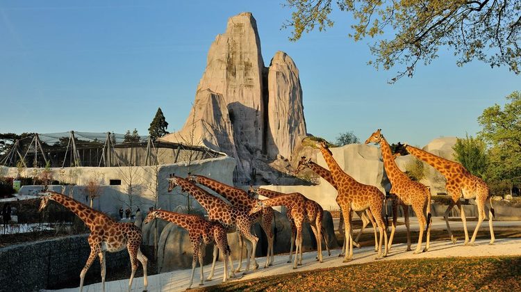 Zoo de Vincennes - Parc Zoologique de Paris • Infos, Prix et Tickets