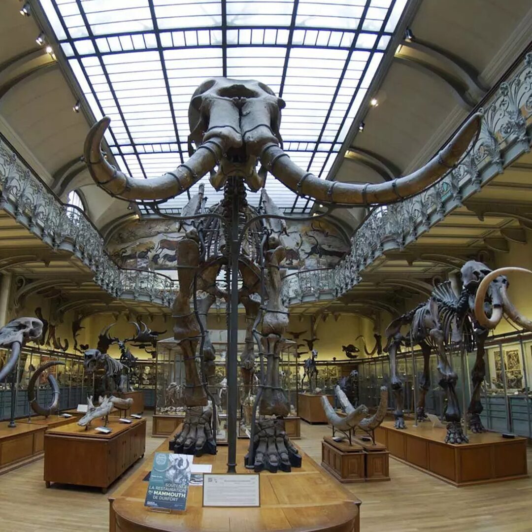 Muséum National d'Histoire Naturelle