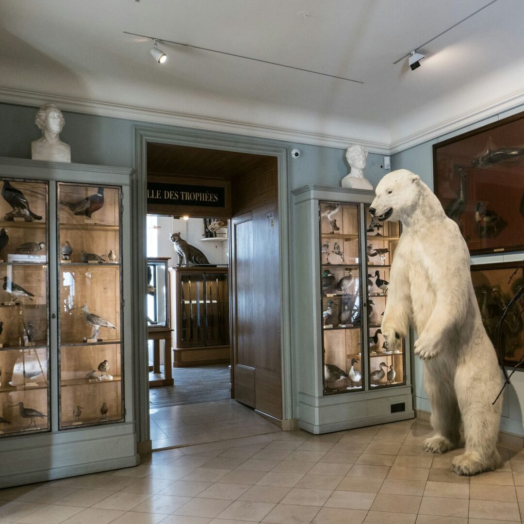 Musée de la Chasse et de la Nature | Tour Premium, Experiencia ...